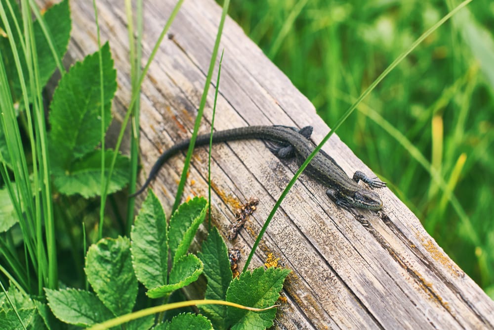 Noble False Widow Spider Feeds on Protected Native Irish Lizard - Irish ...